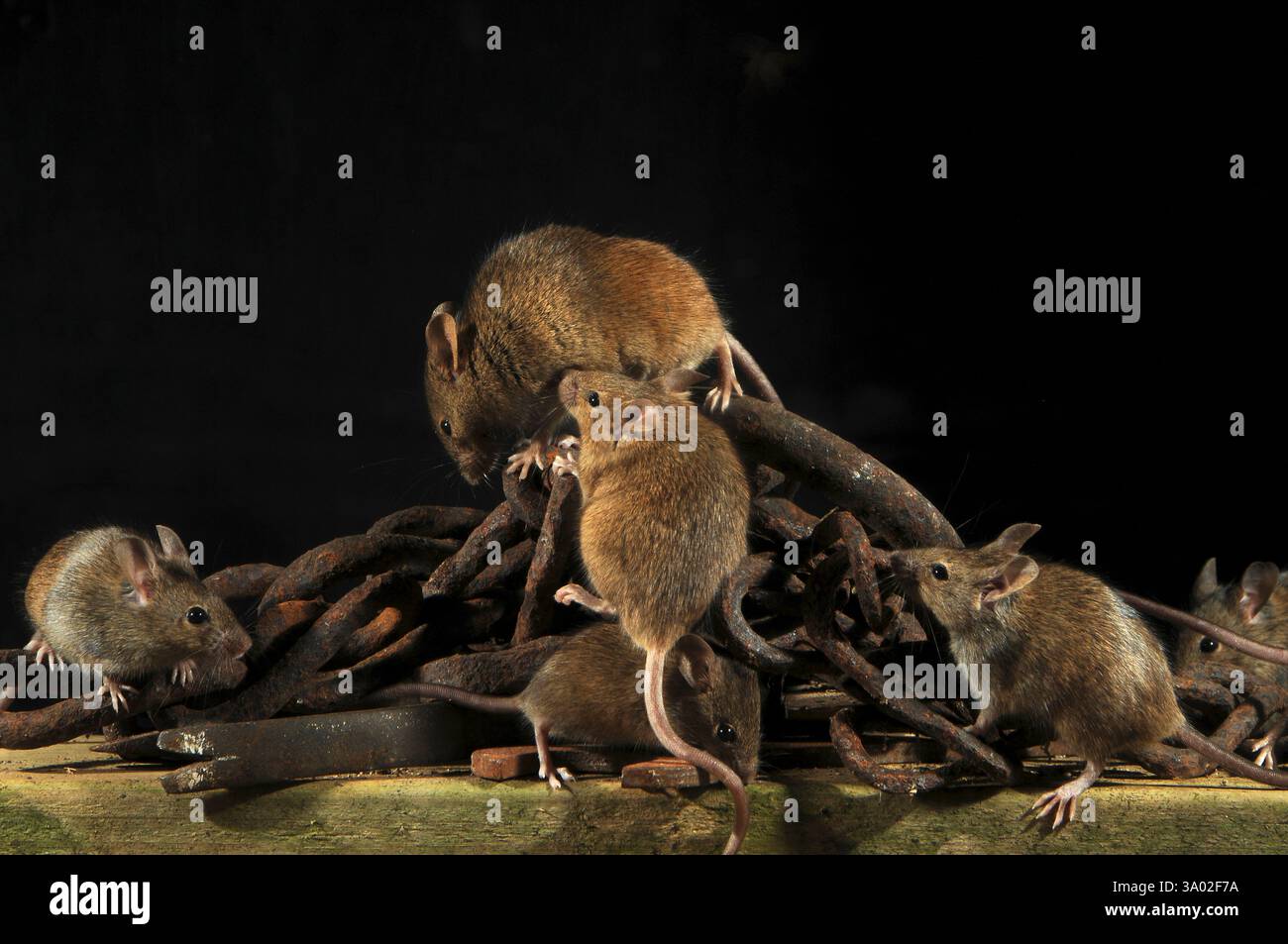 Adult house mice Dorset, UK Stock Photo - Alamy