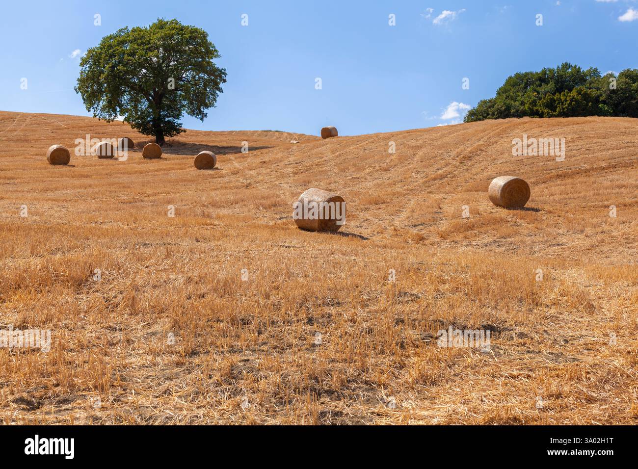 Hay bales scattered across golden field hi-res stock photography and ...