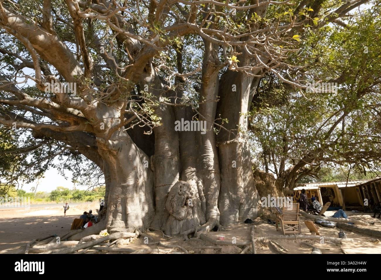Baobab Sacre the huge thousand years old baobab near Joal town Senegal ...