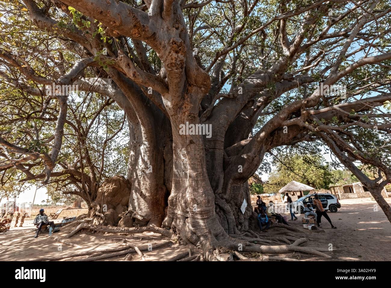 Baobab Sacre the huge thousand years old baobab near Joal town Senegal ...