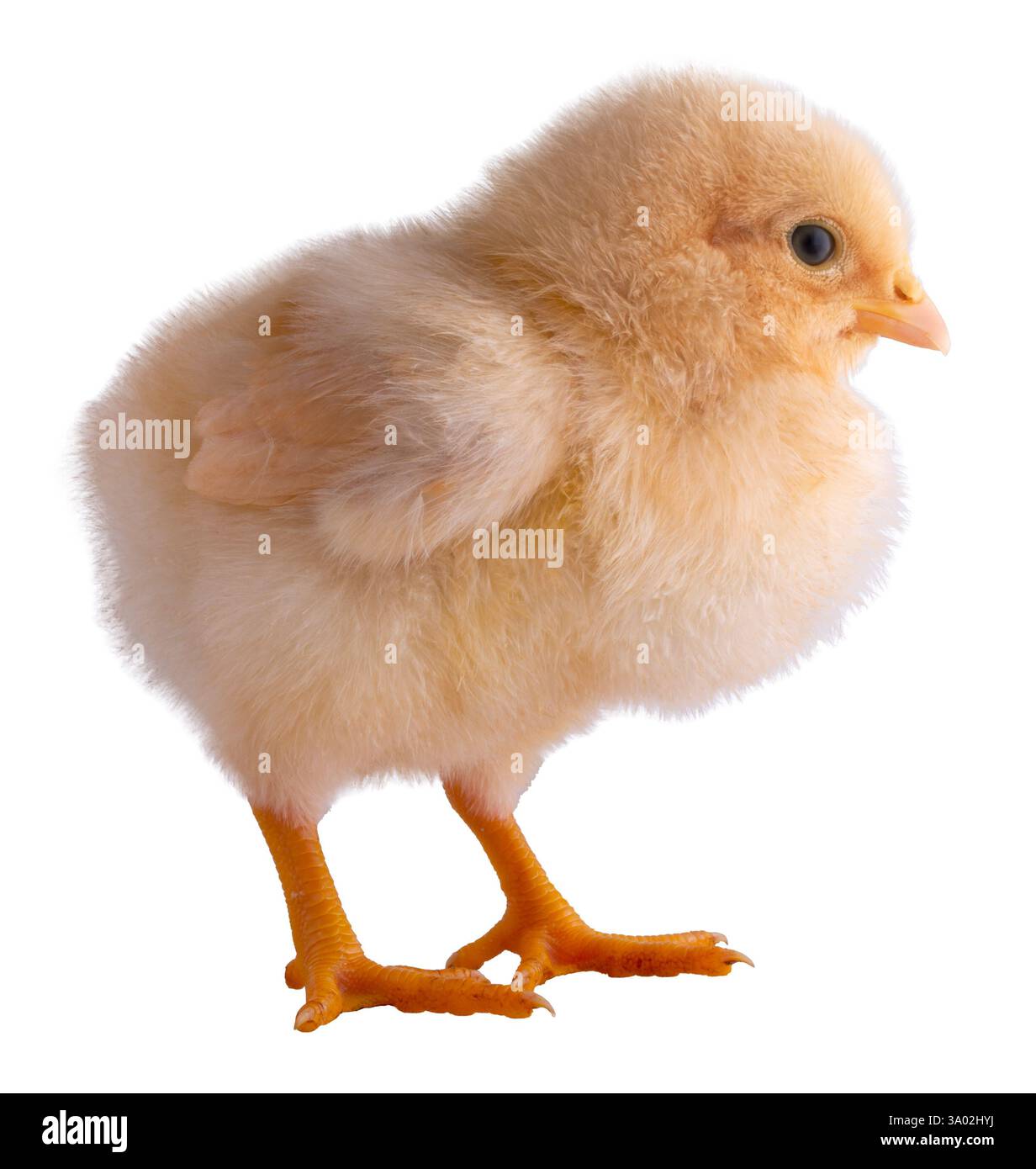 Gold and yellow buff Orpington chicken chick isolated in a studio shot ...