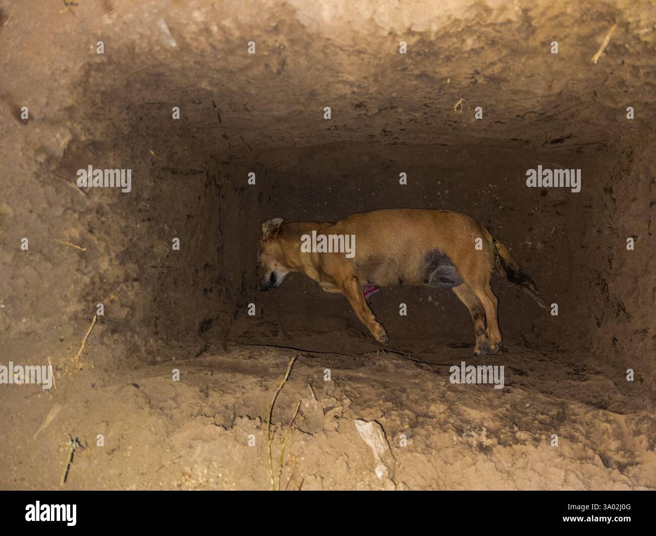 dead dog corpse at the bottom of the grave pit Stock Photo - Alamy