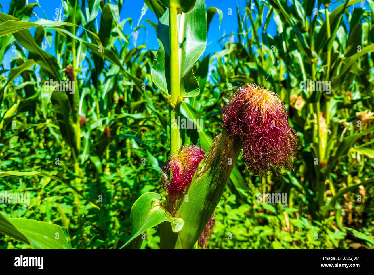 A CloseUp View of Corn Silk on a Maize Plant Surrounded by a Vibrant ...