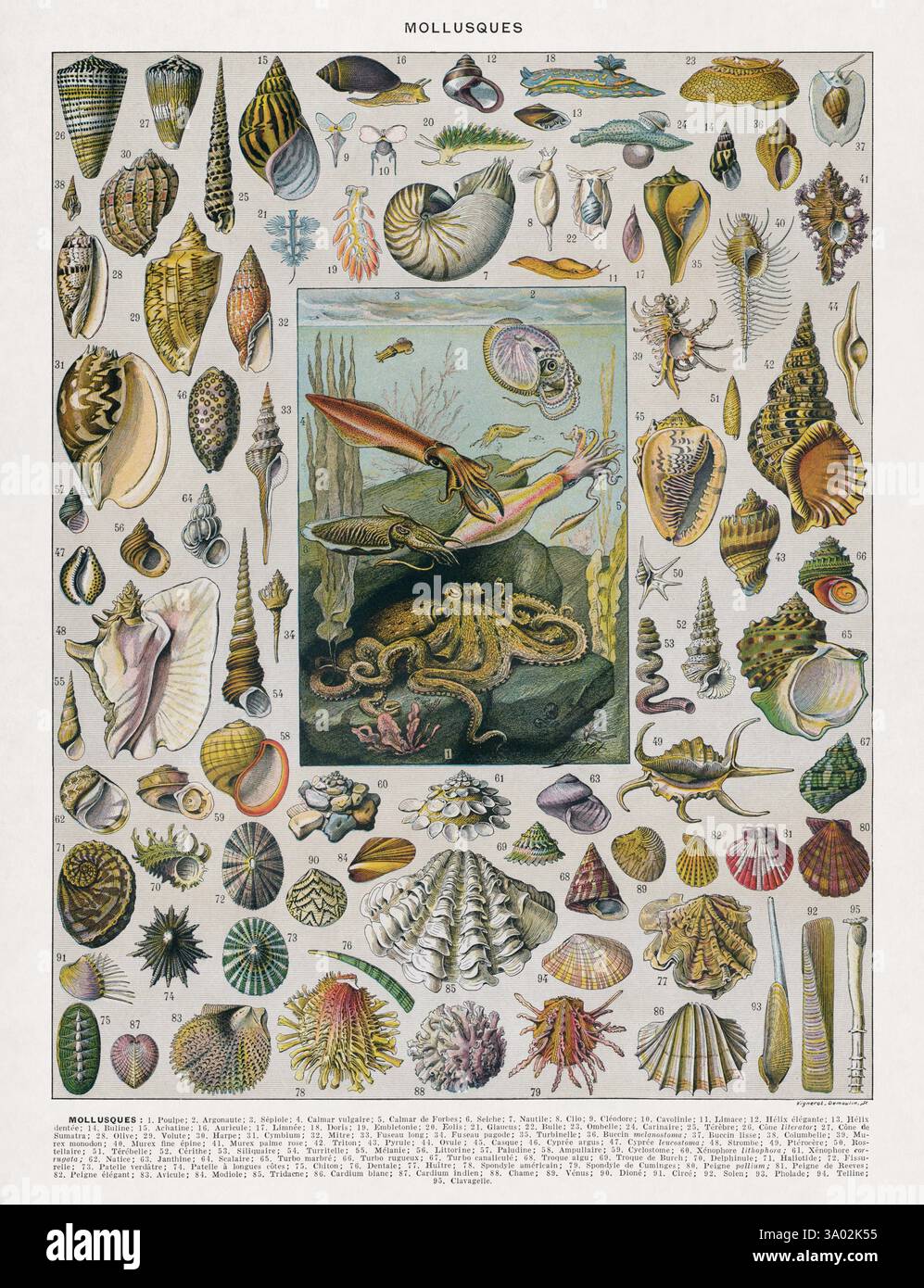 Old illustration about Malacology (the study of Molluscs) by Adolphe ...