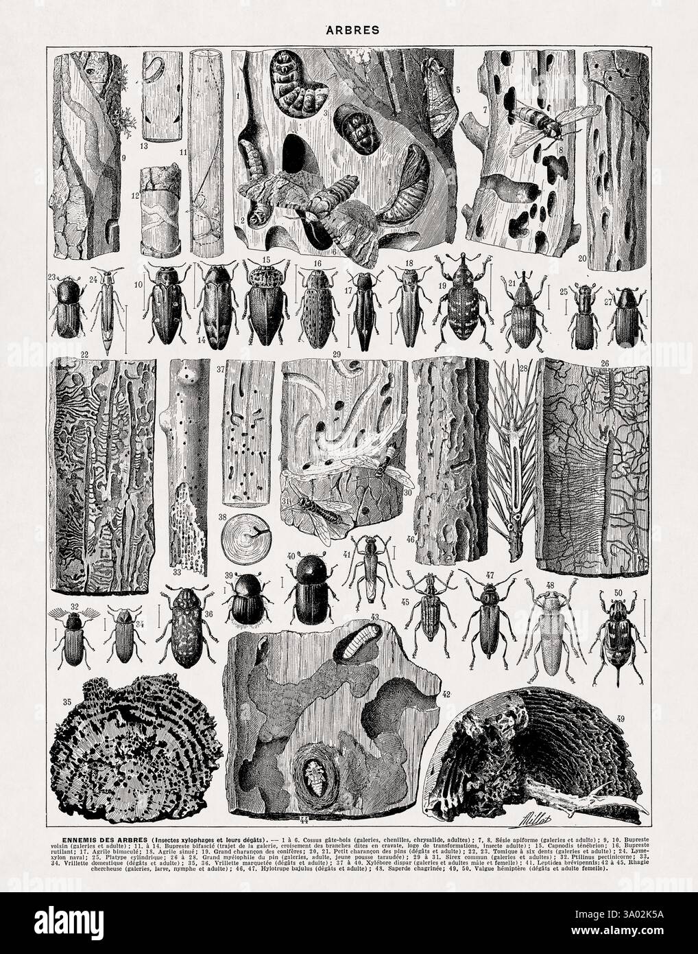 Old illustration about Wood-eating insects and their damage by Adolphe ...