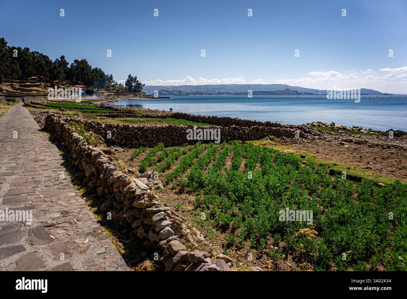 Fields of Vegetables by Lake Titicaca on Amantani Island, Peru ...