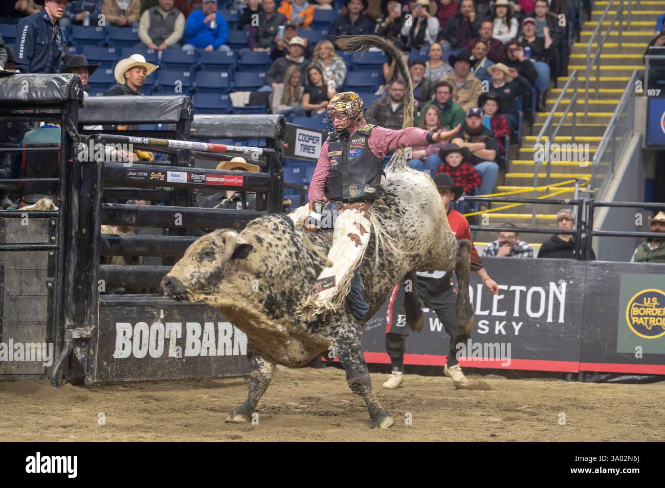 Callum Miller rides Sig Sauer Side Piece during the Professional Bull ...