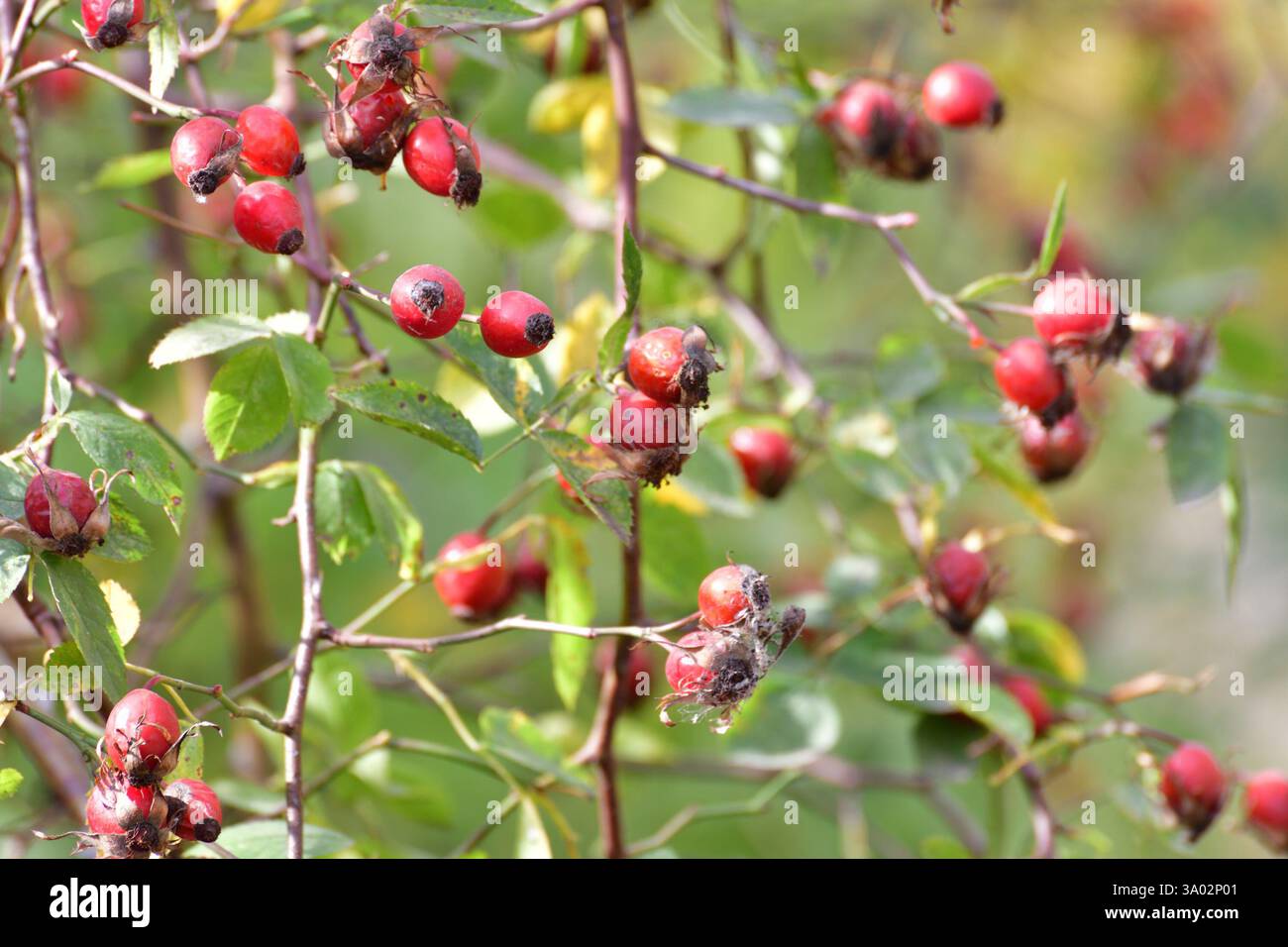 Edible scarlet fruits hi-res stock photography and images - Alamy