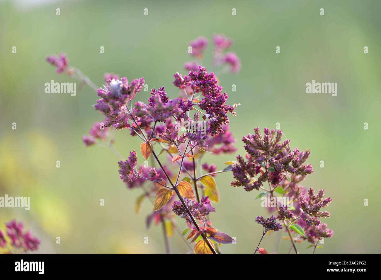 Origanum is a genus of herbaceous plants of Lamiaceae family. Autumn ...