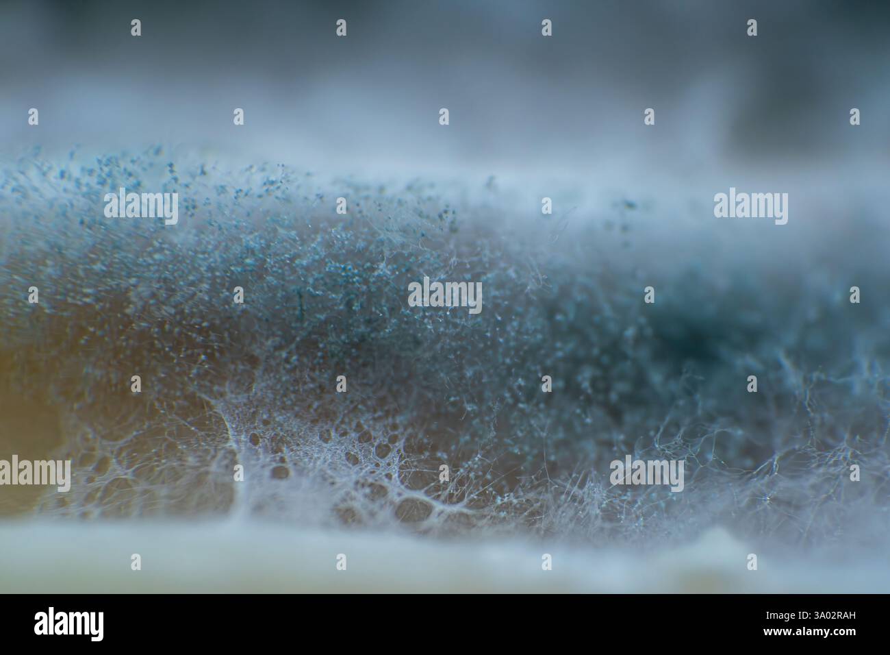 Macro Close-Up of Mold Growing on Cheese – Detailed Texture and Fungal ...