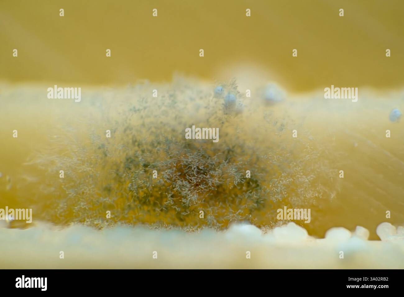 Macro Close-Up of Mold Growing on Cheese – Detailed Texture and Fungal ...