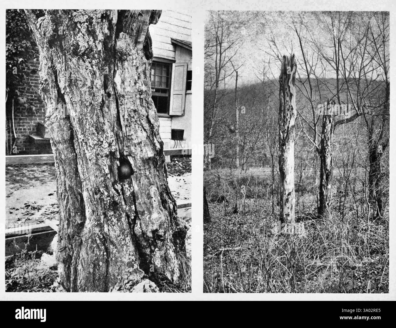 Bullet and cannonball ridden trees near the peach orchard at the ...