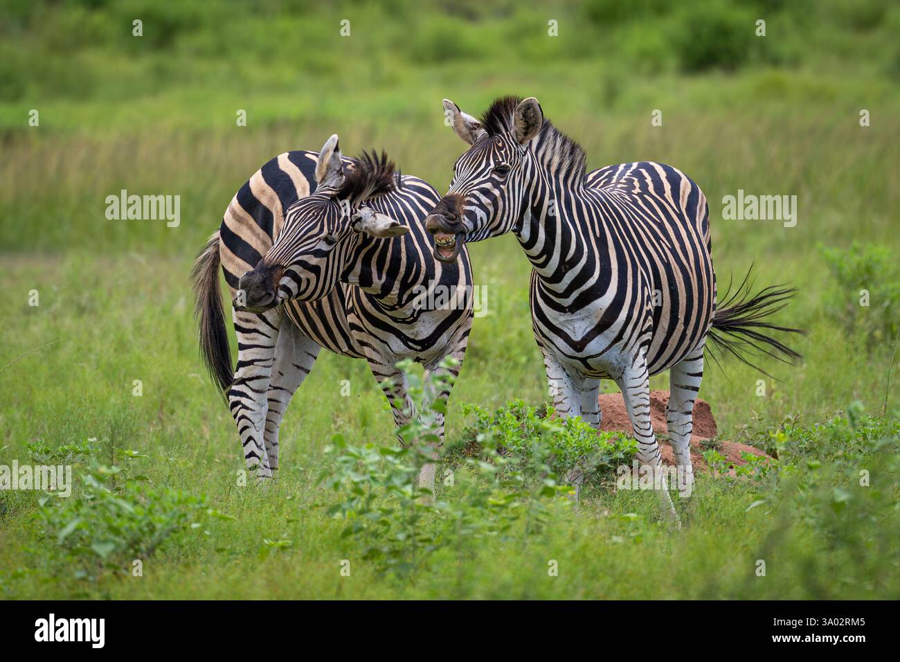 Zebra in natural green grass hi-res stock photography and images - Alamy