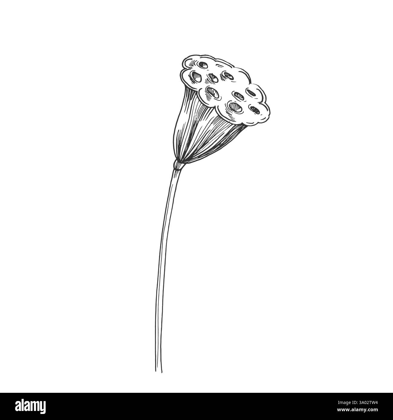 Lotus seed pods vector illustration hand drawn with ink and isolated on ...