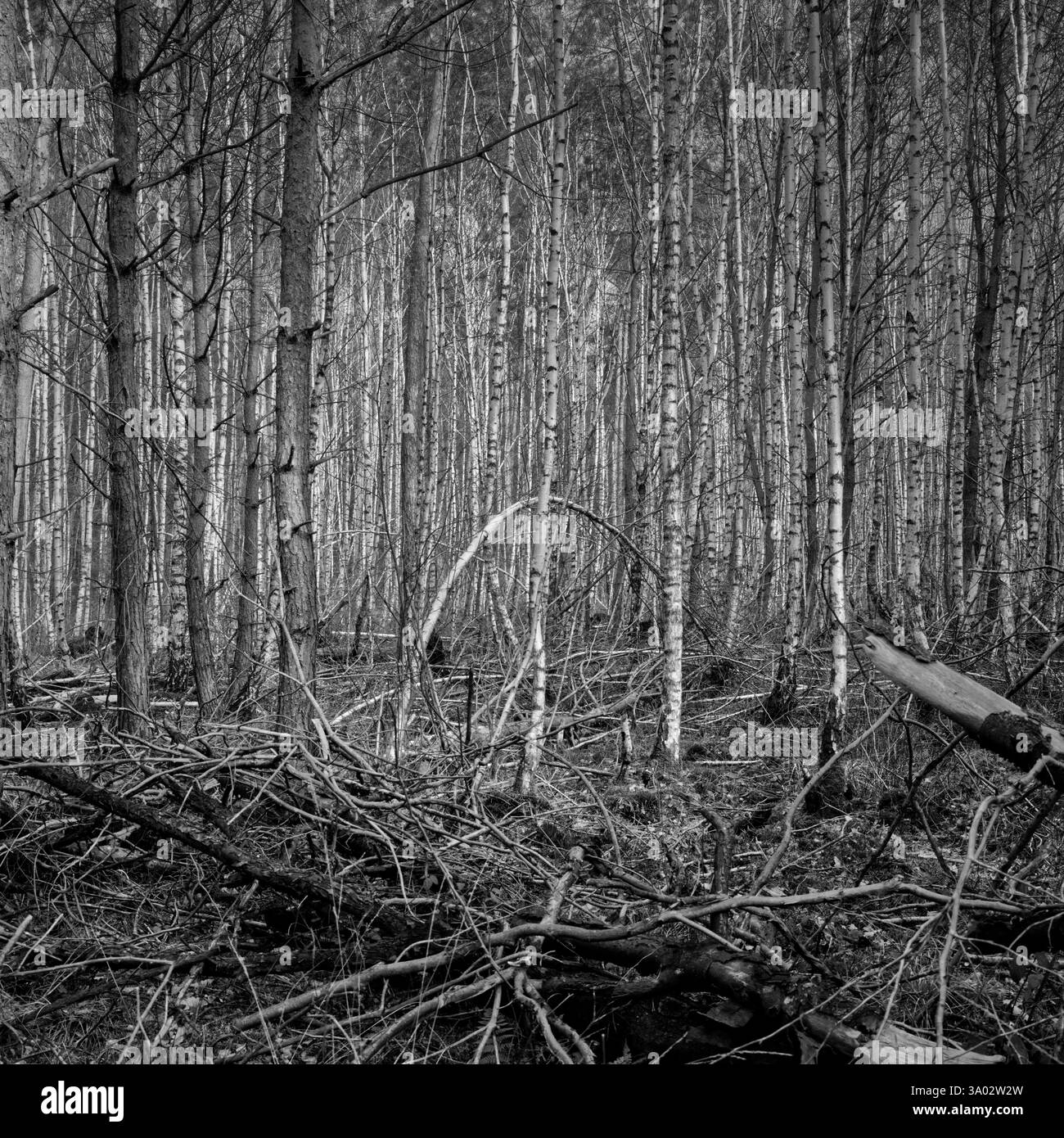 Forest scenery of slender white birch trees with one prominently bent ...