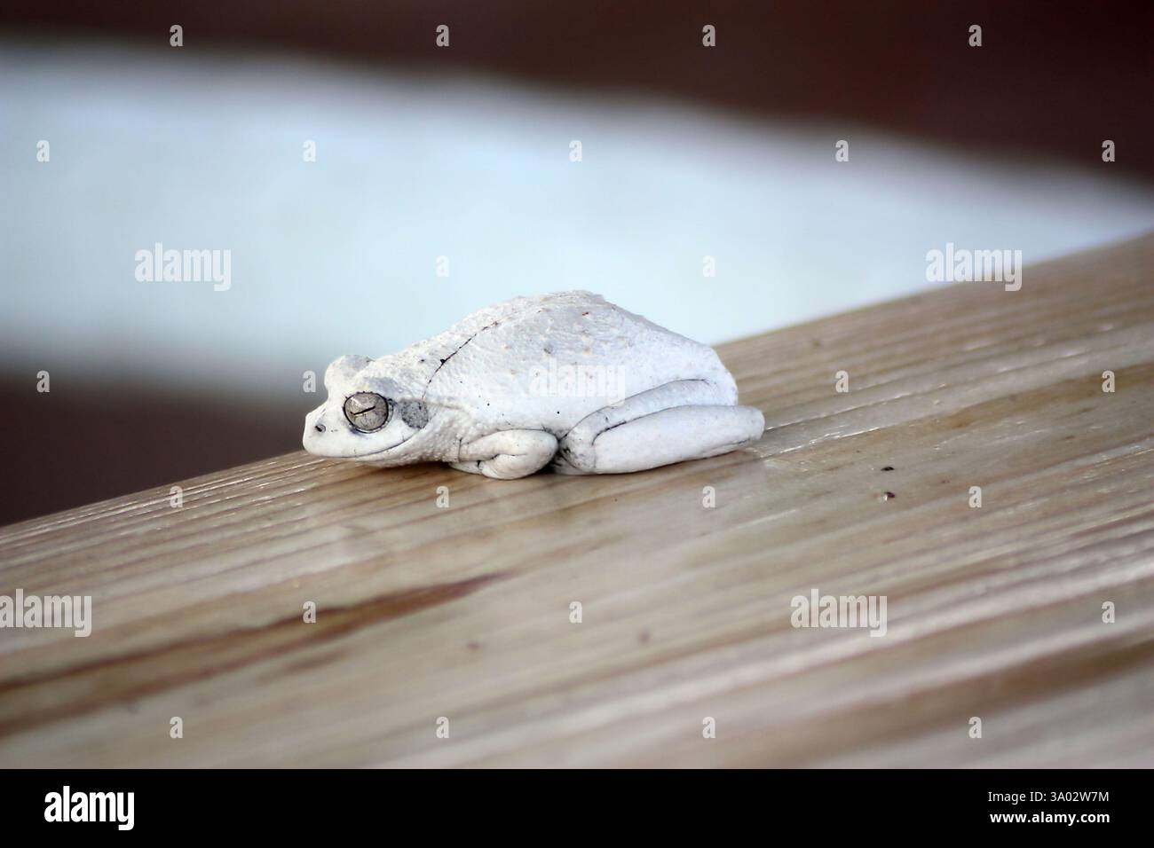 African foam-nest tree frog - Chiromantis xerampelina close up Stock ...