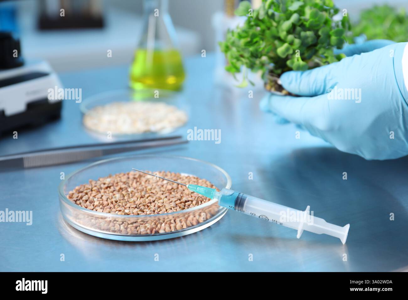 GMO concept. Scientist doing experiment with buckwheat and microgreens ...