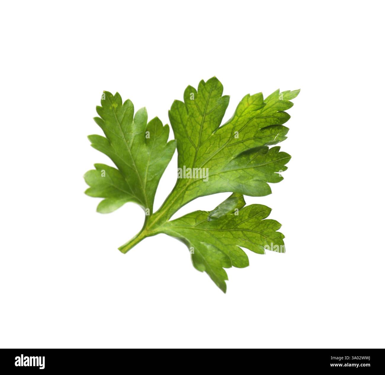 Fresh parsley sprig in air isolated on white Stock Photo - Alamy