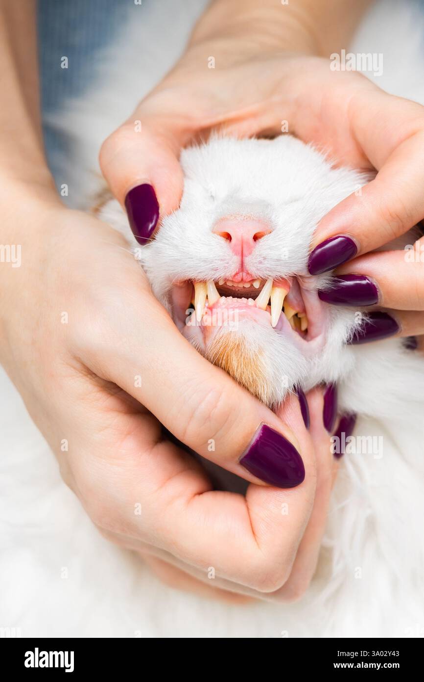 Female breeder examines cat's teeth, close-up. Checking the health of a ...