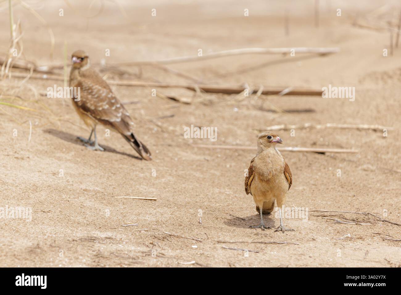 Pair of Chimango Caracara (Milvago chimango) on a sand dune Stock Photo ...