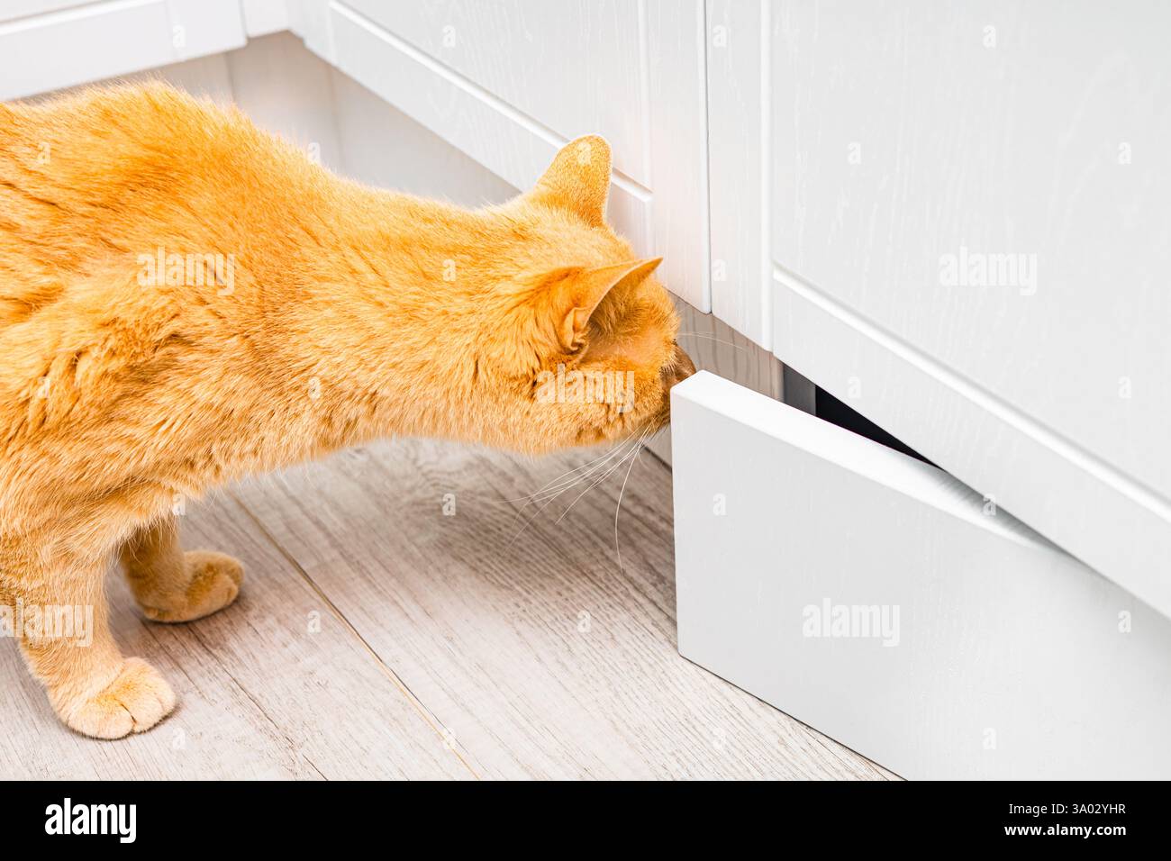 ginger cat wants to climb under the closet. ginger cat exploring the ...