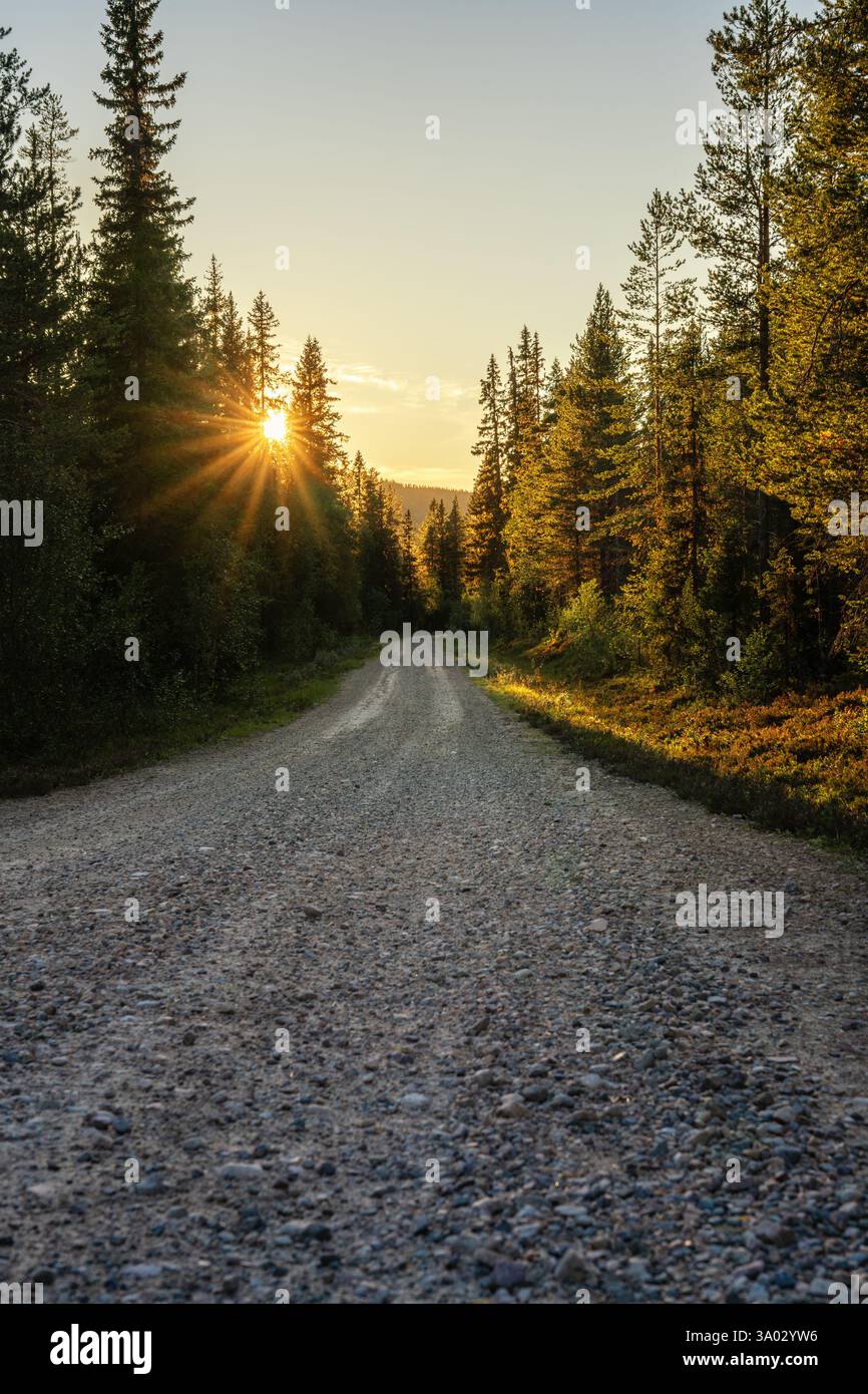 A tranquil unpaved forest road winds through dense pine trees in Sweden ...