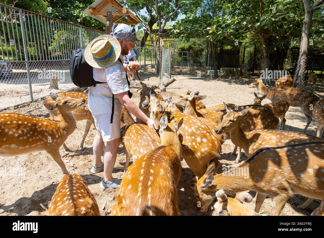 A man hands feeds deer in a park on Orchid Island in Vietnam, Nha Trang ...