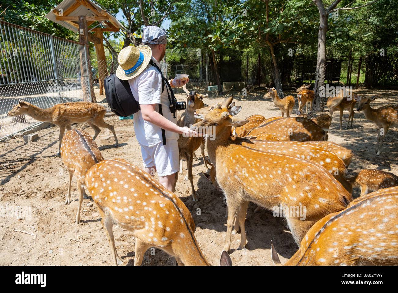 A man hands feeds deer in a park on Orchid Island in Vietnam, Nha Trang ...