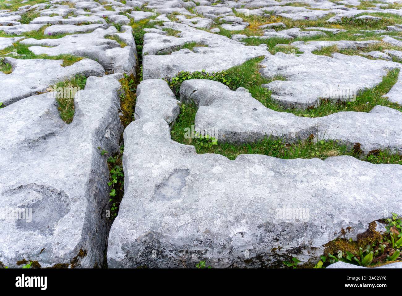 Ancient Rock Formations And Biodiversity In The Burren County Clare ...