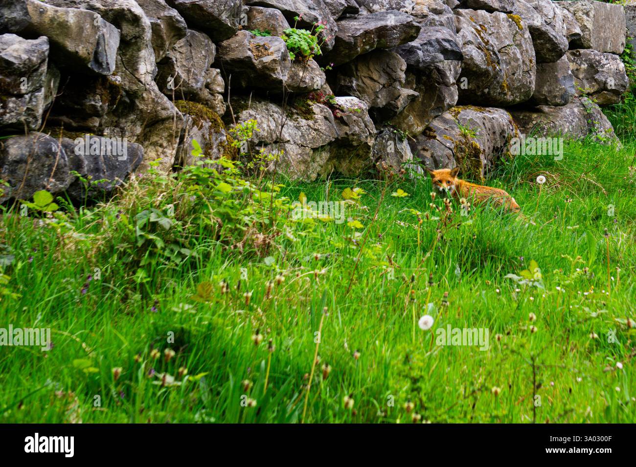 Wild Red Fox (Vulpes vulpes) Standing Alert in a Lush Green Field in ...
