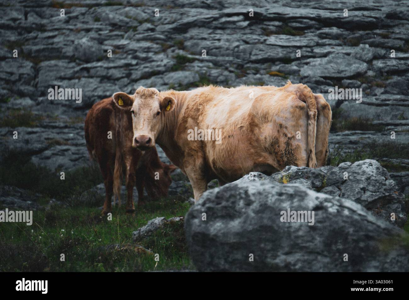 Irish Cow In The Green Countryside A Close Up Of A Farm Animal In A ...