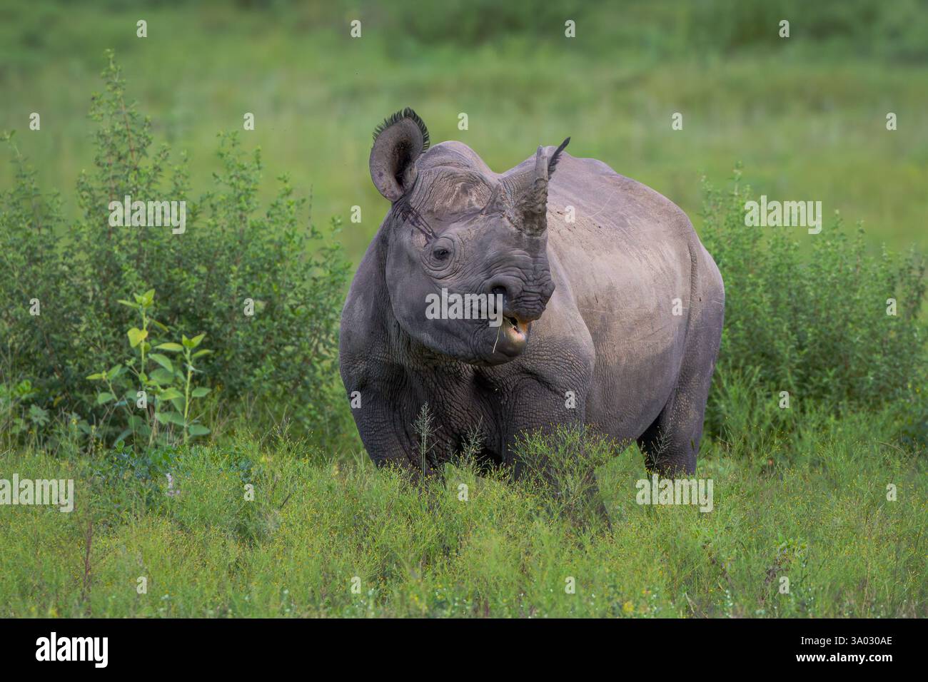 Rhino five hi-res stock photography and images - Alamy