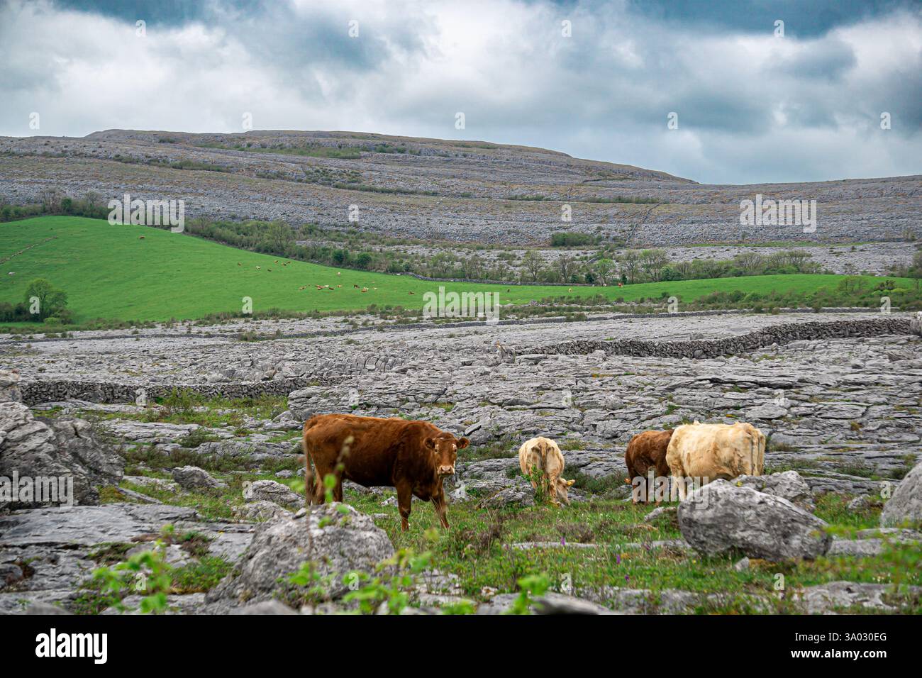 Scenic View of Irish Dairy Cows in the Rolling Pastures of County Clare ...