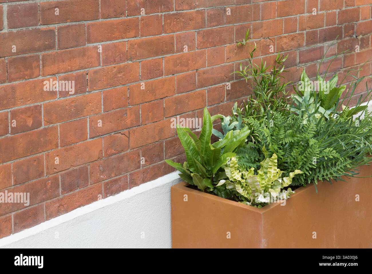 Planted terracotta planter box against a brick wall. Variety of ferns ...