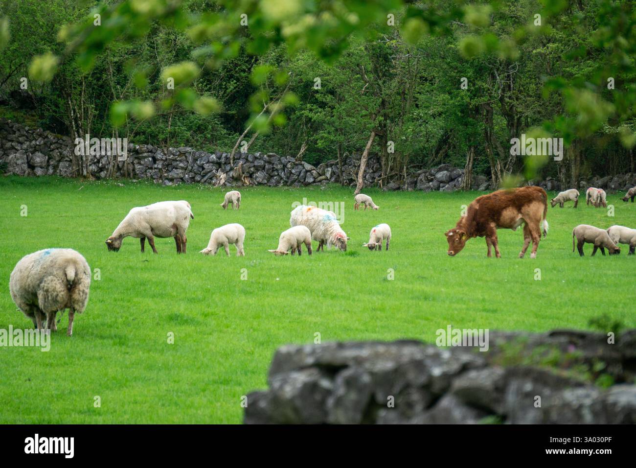 Cows roaming freely in open hi-res stock photography and images - Alamy