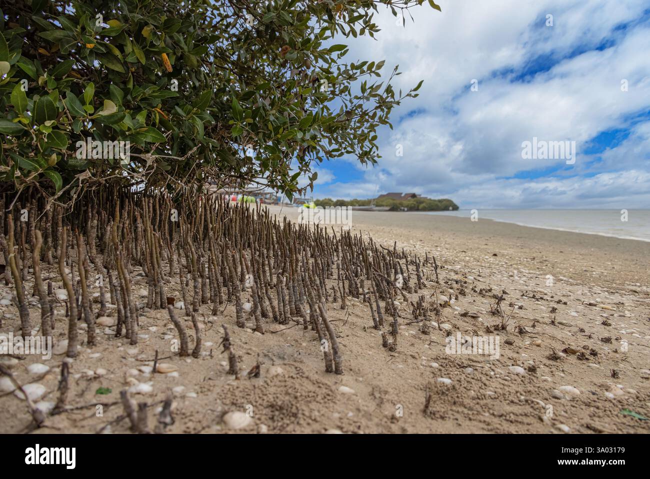 Mangrove beach with exposed roots and sandy coastal ecosystem during ...