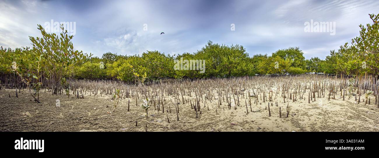 Mangrove forest with roots emerging from sandy soil. Essential for ...