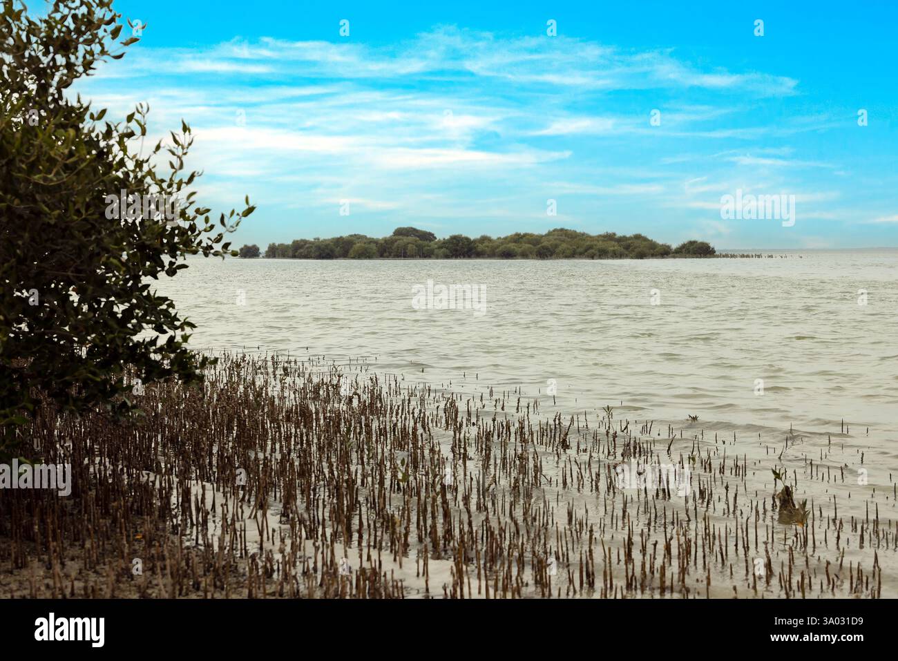 Mangrove beach with exposed roots and sandy coastal ecosystem during ...