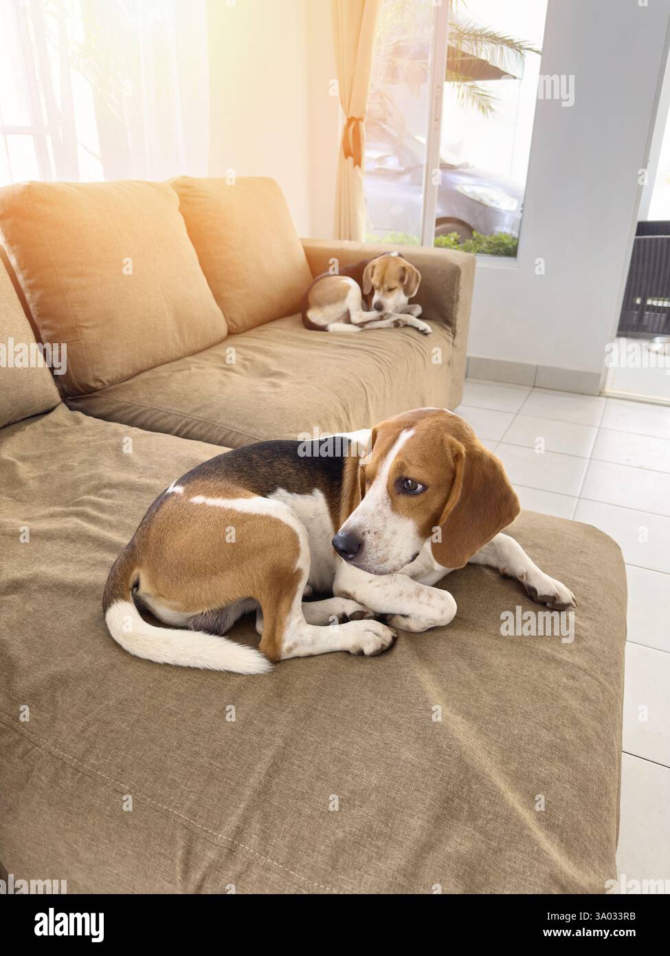 Comfortable soft dog house hi-res stock photography and images - Alamy