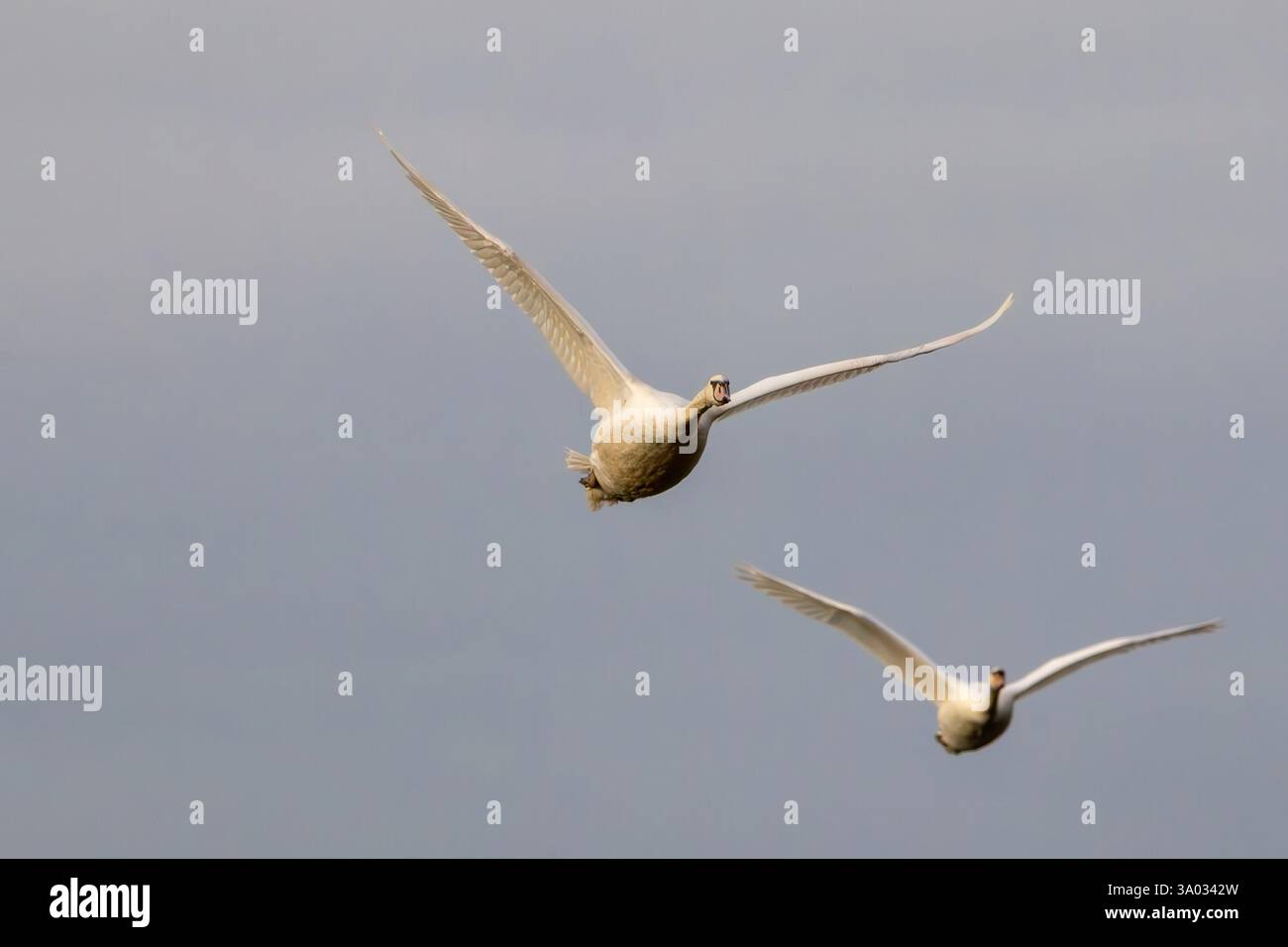 Two swans gracefully flying in a clear blue sky, wings fully extended ...