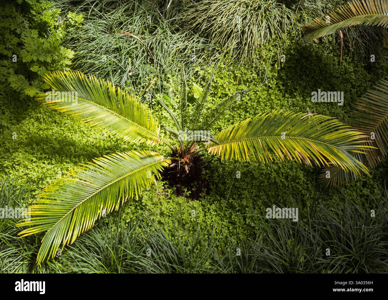 Cycas Revoluta Sago Palm. Botanical Garden, KIT, Karlsruhe, Germany ...