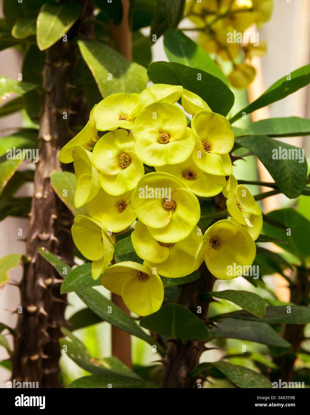 Crown of Thorns or Christ Plant (Euphorbia milii), native to Madagascar ...