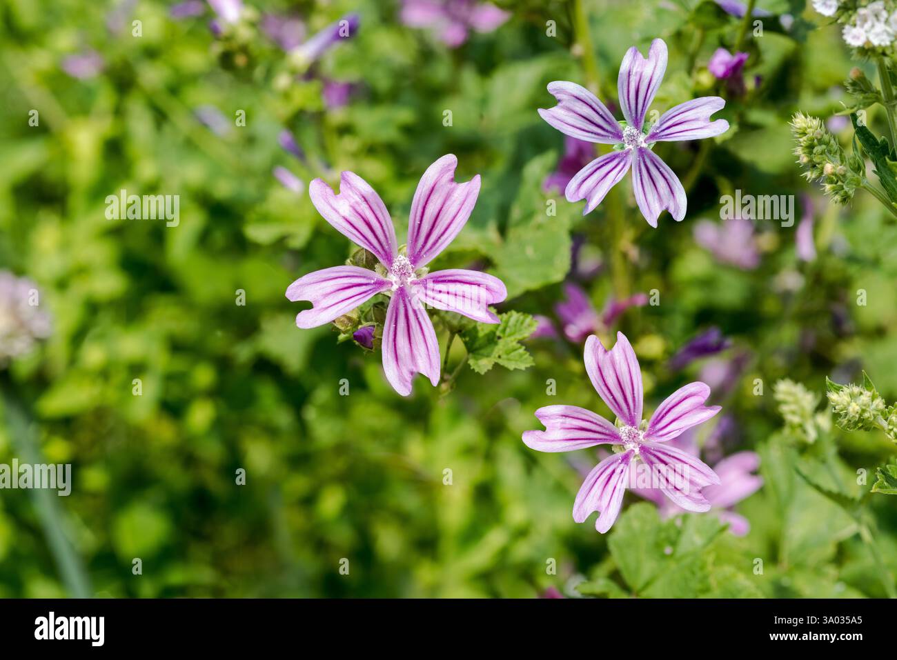 A group of common mallow flowers Malva sylvestris blooming. Botanical ...