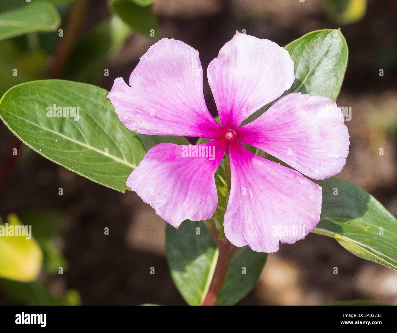 Rose periwinkle flowers (Catharanthus roseus), Botanical Garden ...