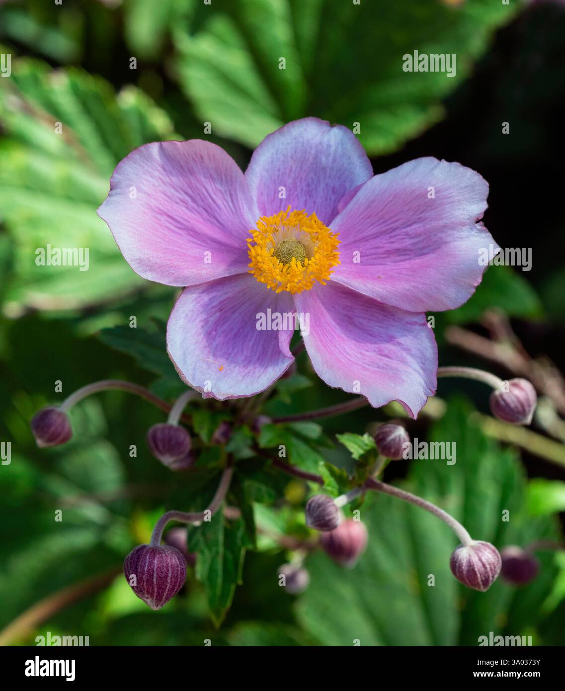 Anemone tomentosa. Botanical Garden, Frankfurt, Germany, Europe Stock ...