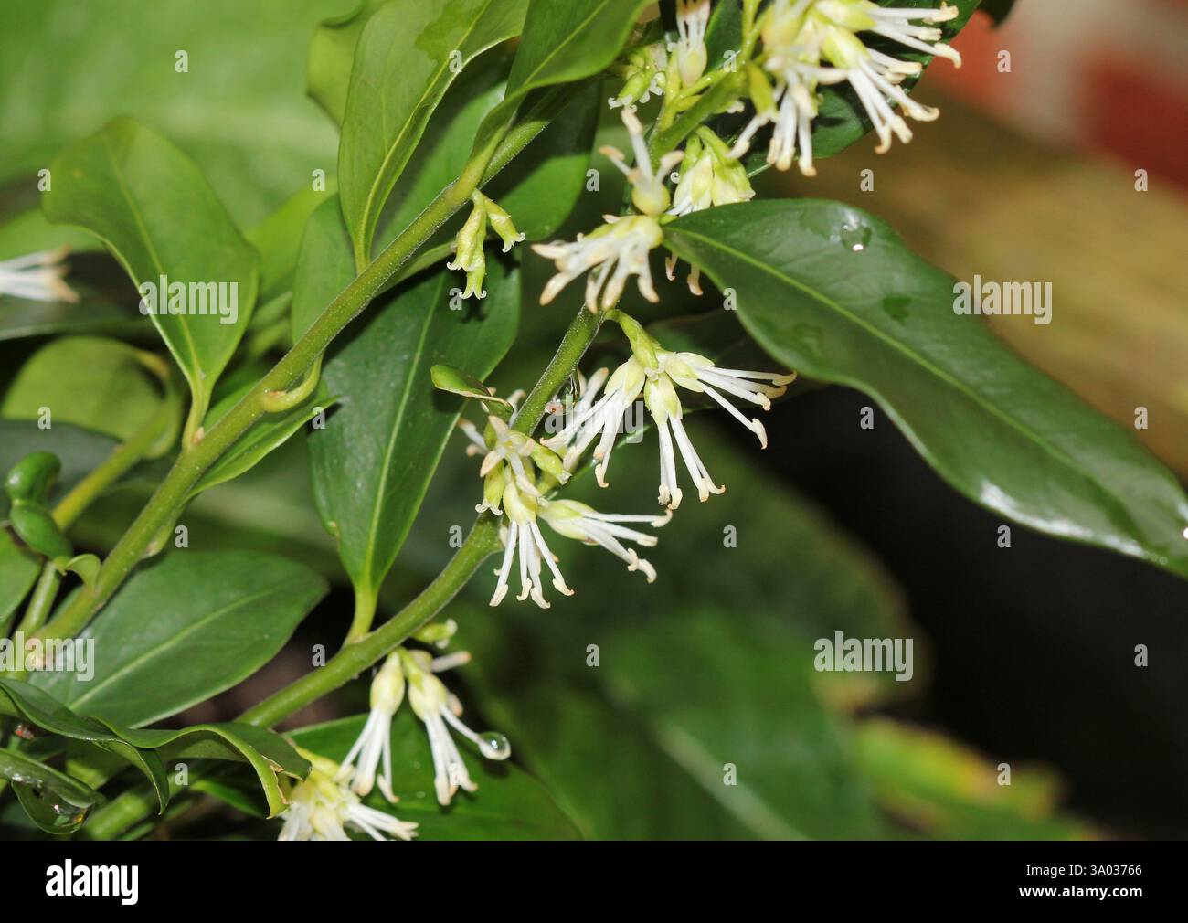 A close up of the scented flowers of Sweet box, Sarcococca confusa, in ...