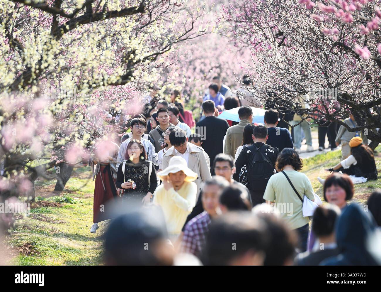 Beijing, China's Jiangsu Province. 1st Mar, 2025. People enjoy the blossoms at Meihua Mountain ...