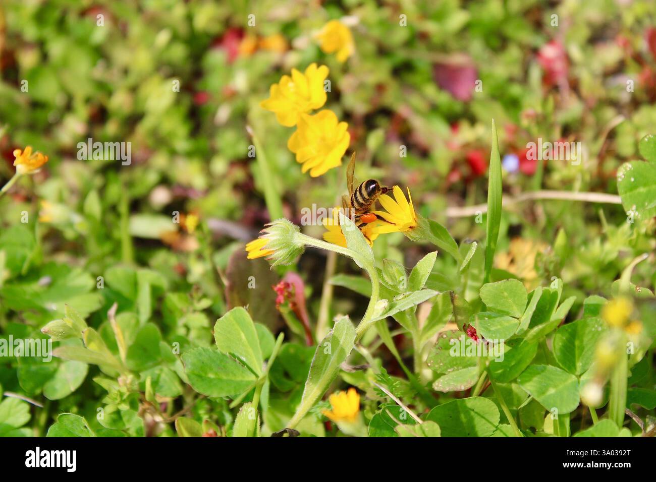 A bee collecting nectar from a vibrant yellow wildflower in a lush ...
