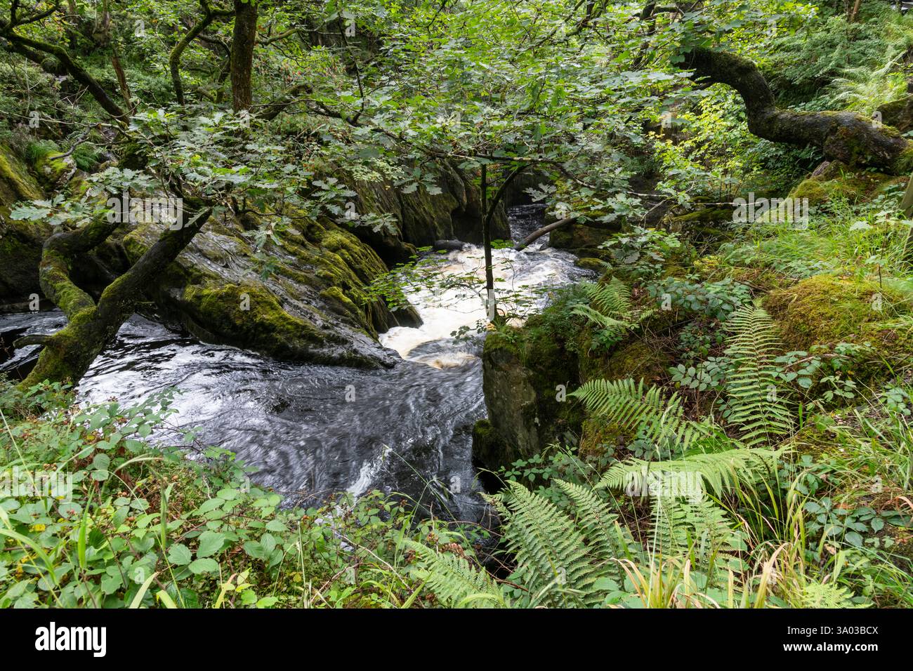 Scene on the Ingleton waterfalls trail in the Yorkshire Dales, England ...