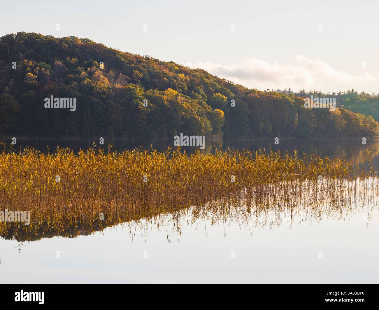 Golden leaves autumn trees sway hi-res stock photography and images - Alamy